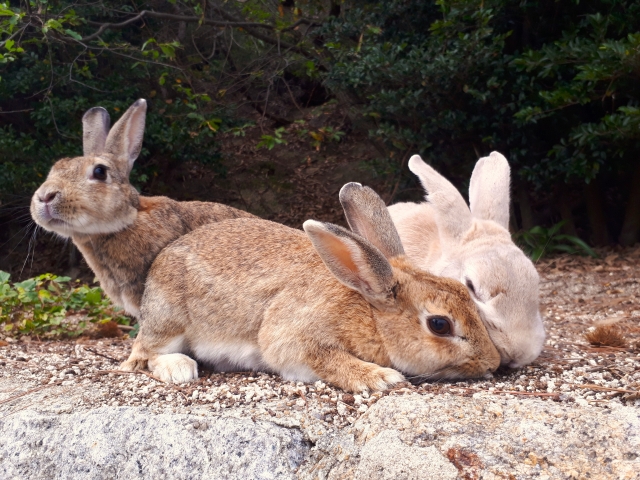 Deciphering the Story “White Rabbit of Inaba Country” ~ Part 2 – Light ...